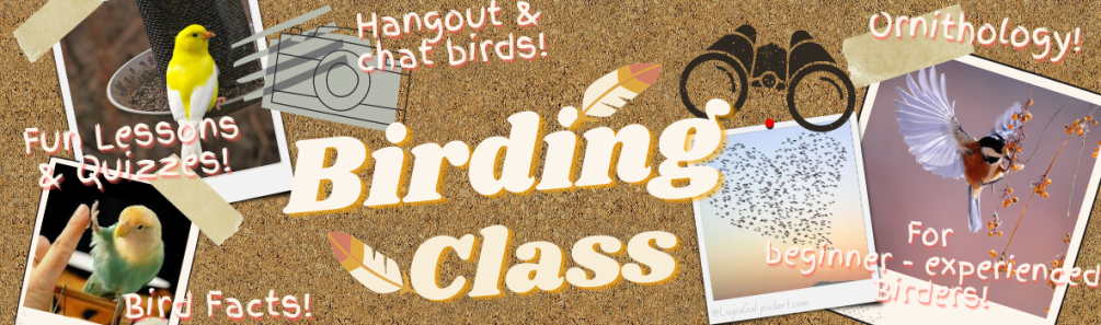 Birding Class - Pixilart