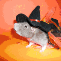 The-mouse-Queen's Albums - Pixilart