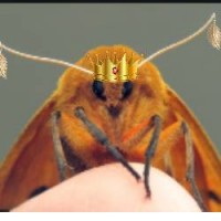 Moth-Lover-101's Albums - Pixilart