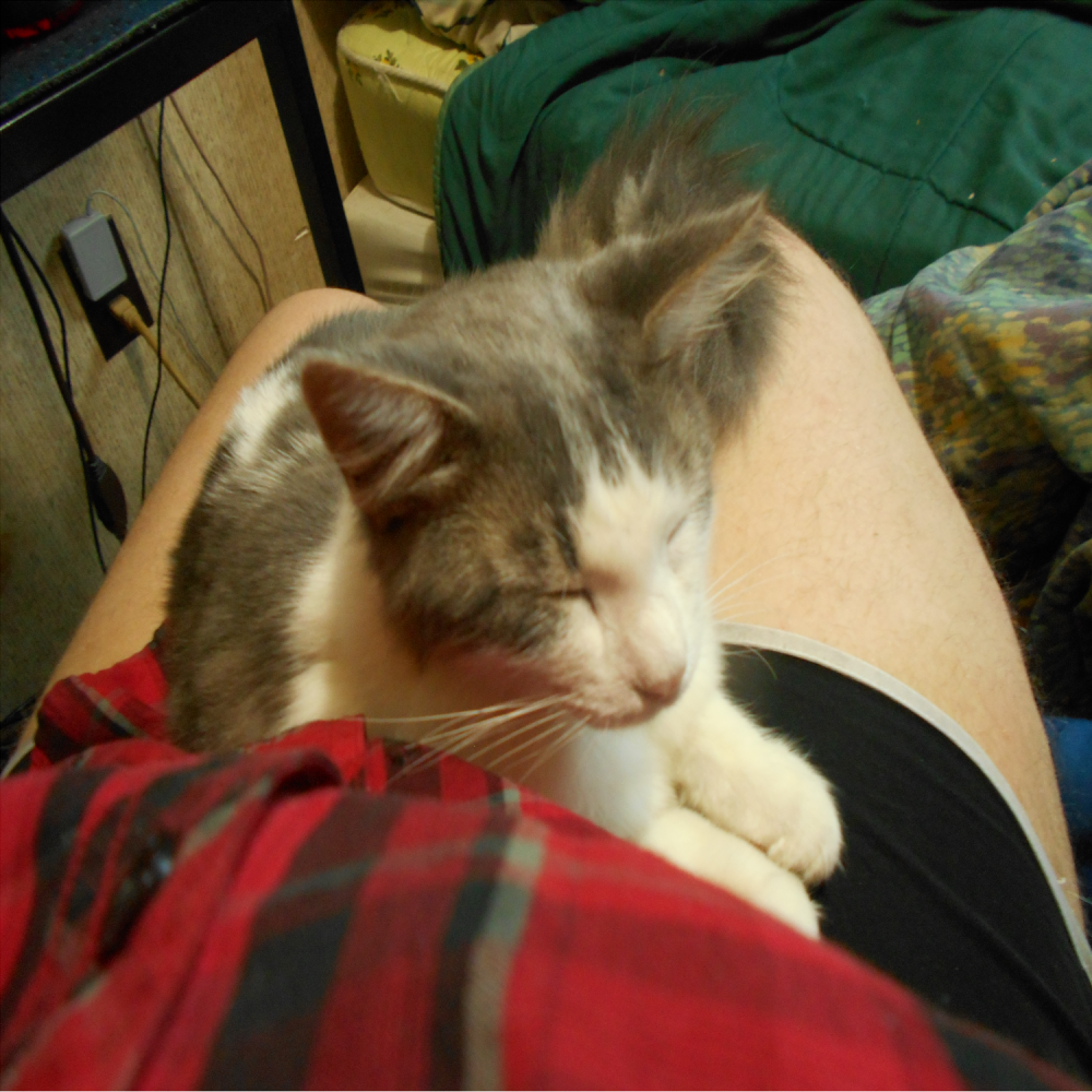 Pixilart - Genji the Cat (2) uploaded by Gamerenby