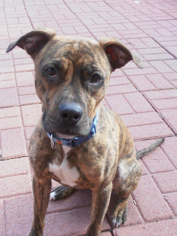 Weimaraner Boxer Mix
