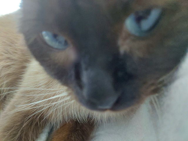 Pixilart - sus cat uploaded by F3stivali