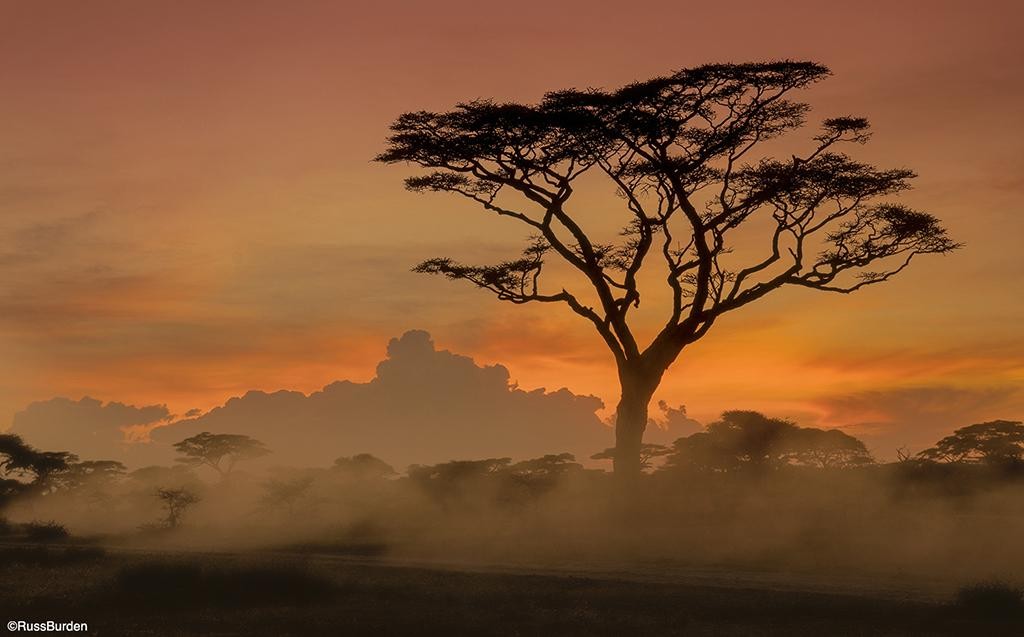 Pixilart - Savanna uploaded by Joshy-washy