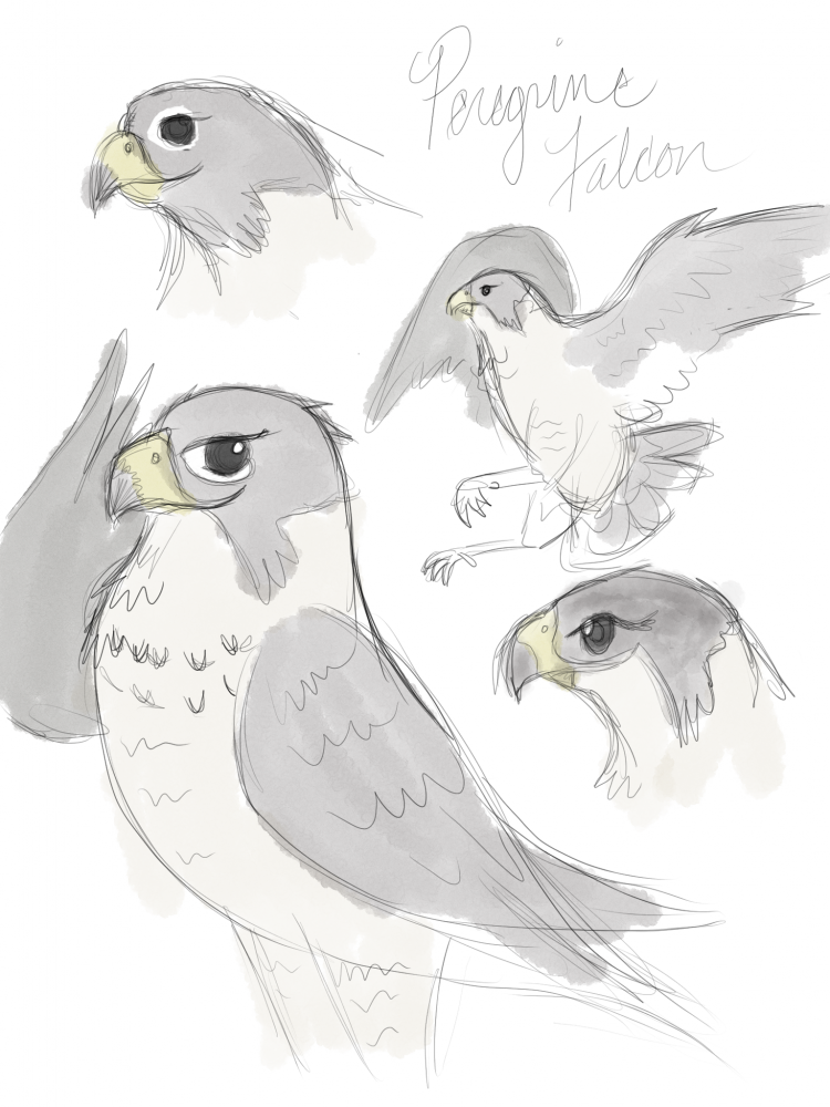 Pixilart - Hawk Sketches 3 uploaded by Blackhawk