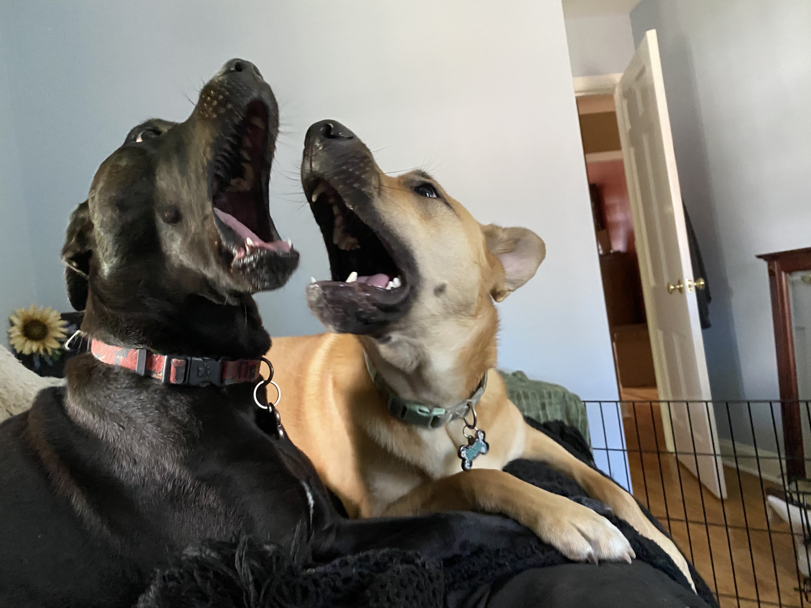 Pixilart - New dog moment uploaded by Dash-Draws
