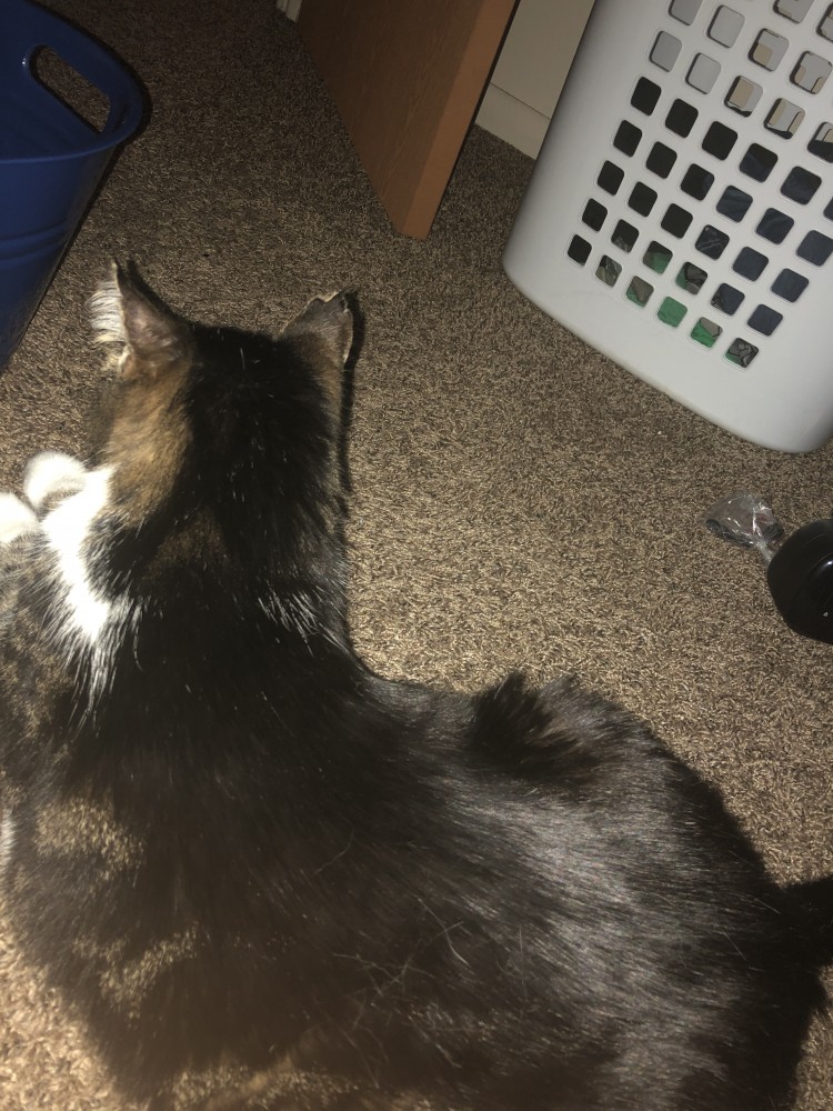 Pixilart - Fat cat uwu uploaded by PraiseTheCat