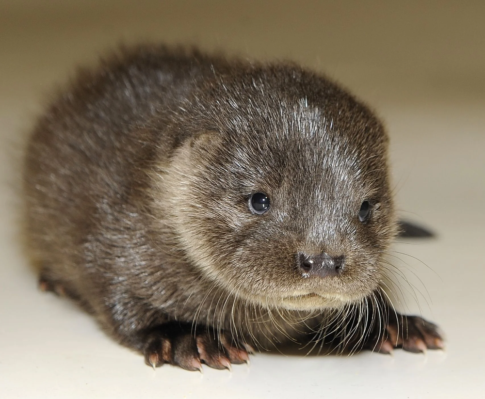 Pixilart - an adorable otter uploaded by Cosmicwolf55