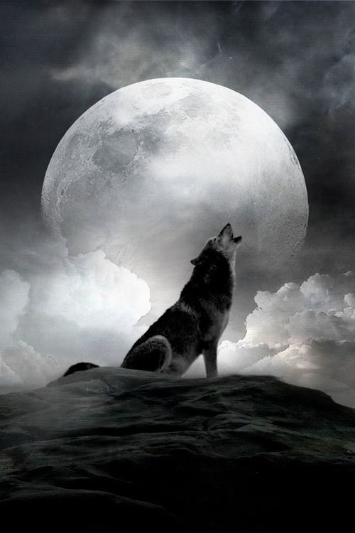 Wolf Crying To The Moon