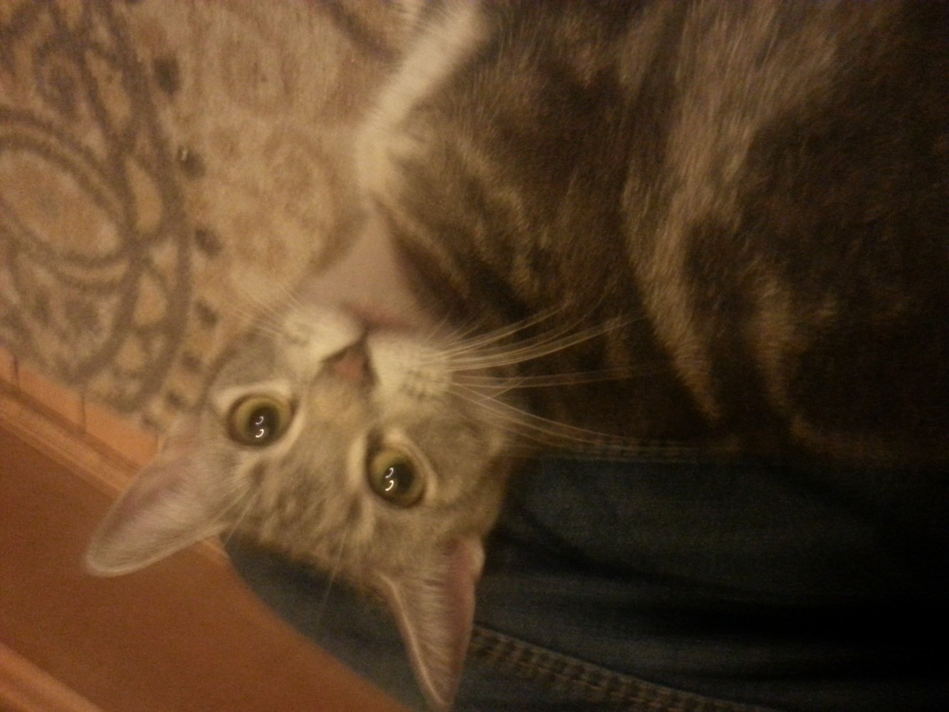 Pixilart - Hoot uploaded by ivy-dream